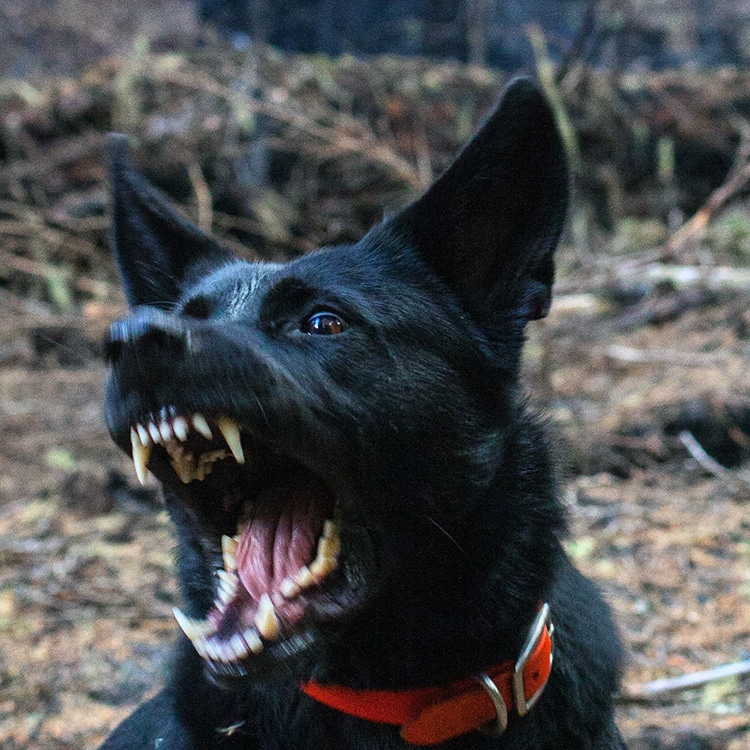 Prestations | Dog'titude